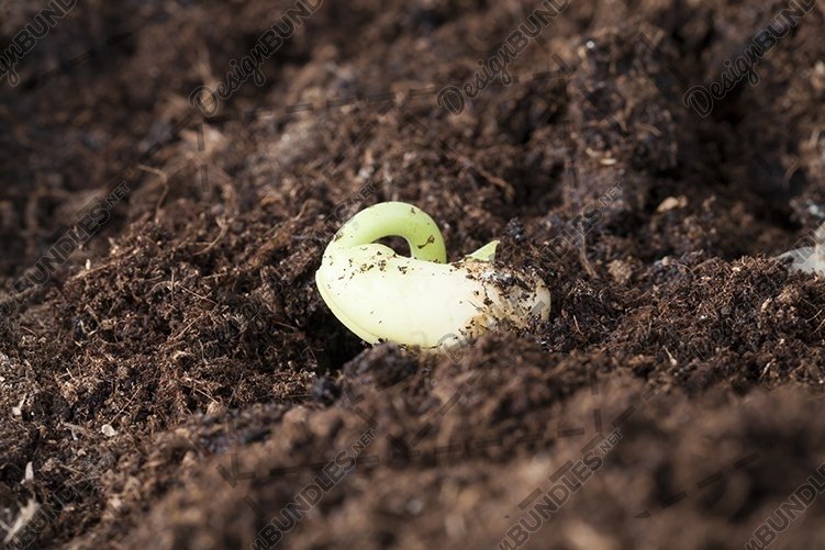 bean sprout (782931) | Nature | Design Bundles