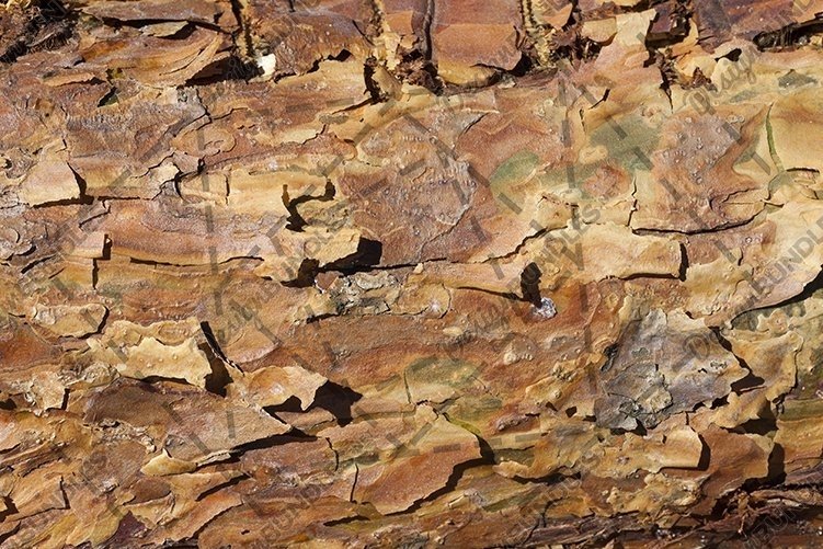 trunk and bark (793970) | Nature | Design Bundles