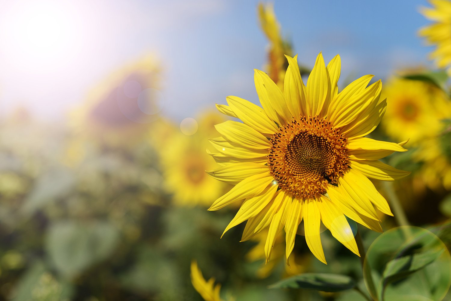 Nature field view with sunflower flowers (615405) | Nature | Design Bundles
