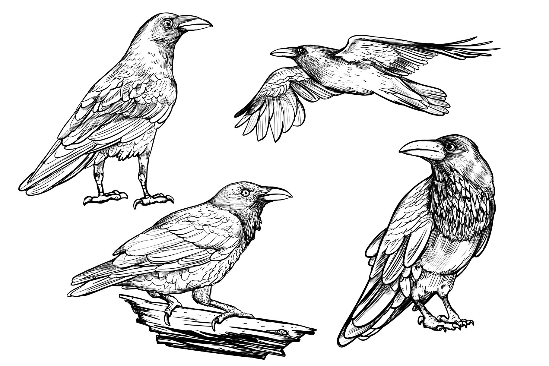 Drawn Ravens (542233) | Illustrations | Design Bundles