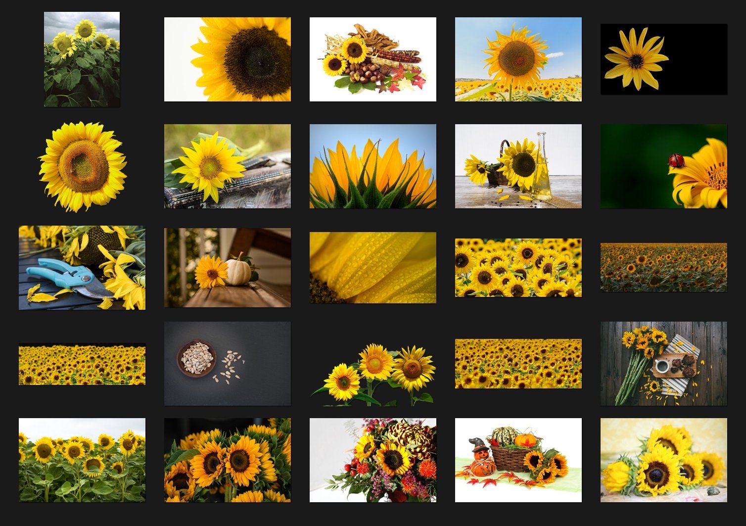 200 SUNFLOWER PHOTOSHOP OVERLAYS, BACKDROPS, BACKGROUNDS (531315) | Nature | Design Bundles