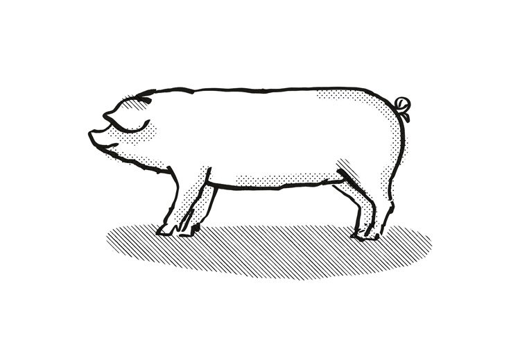 Welsh Pig Breed Cartoon Retro Drawing (372943) | Illustrations | Design ...
