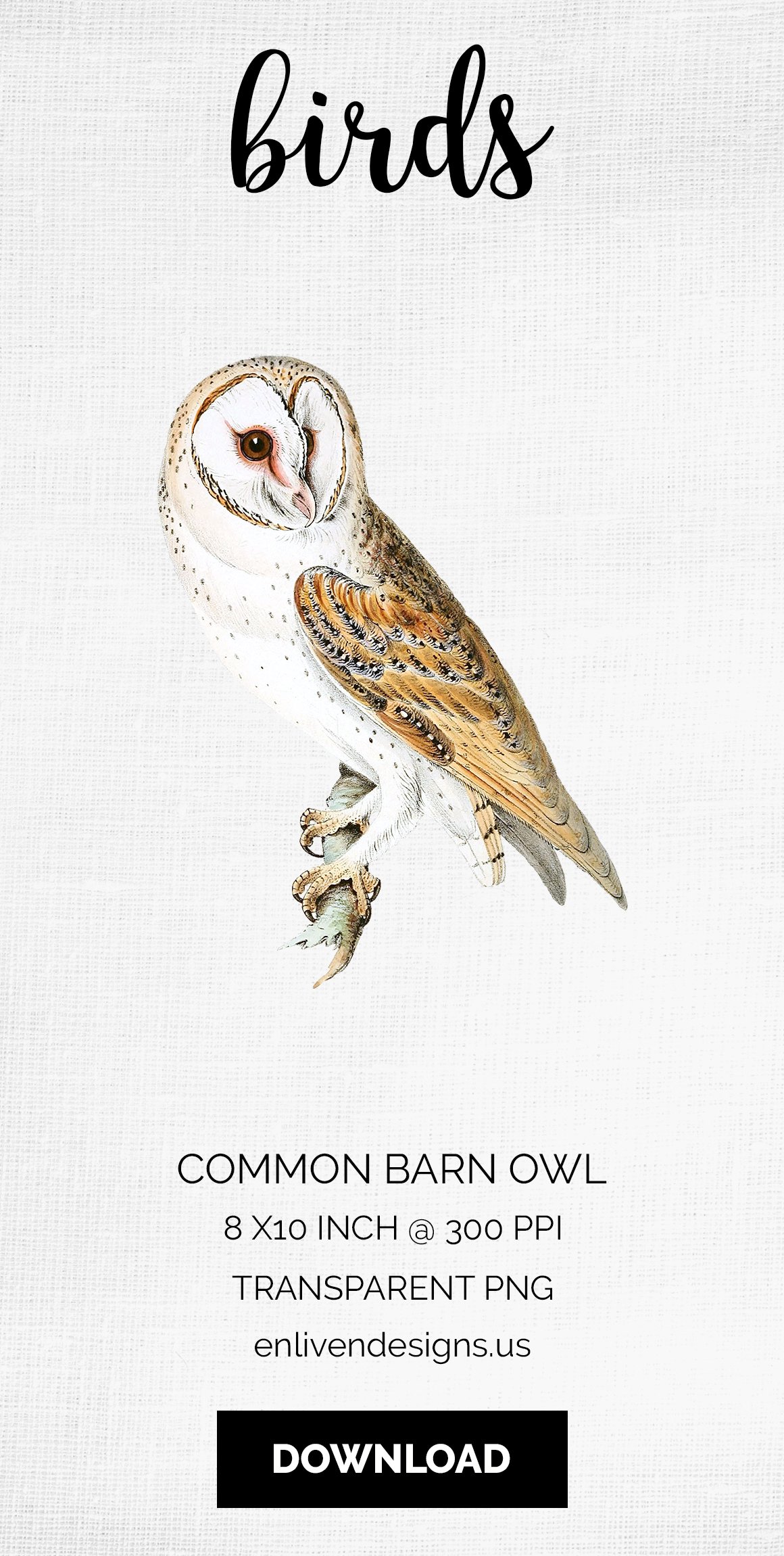 Owls Common Barn Owls (121403) | Illustrations | Design Bundles