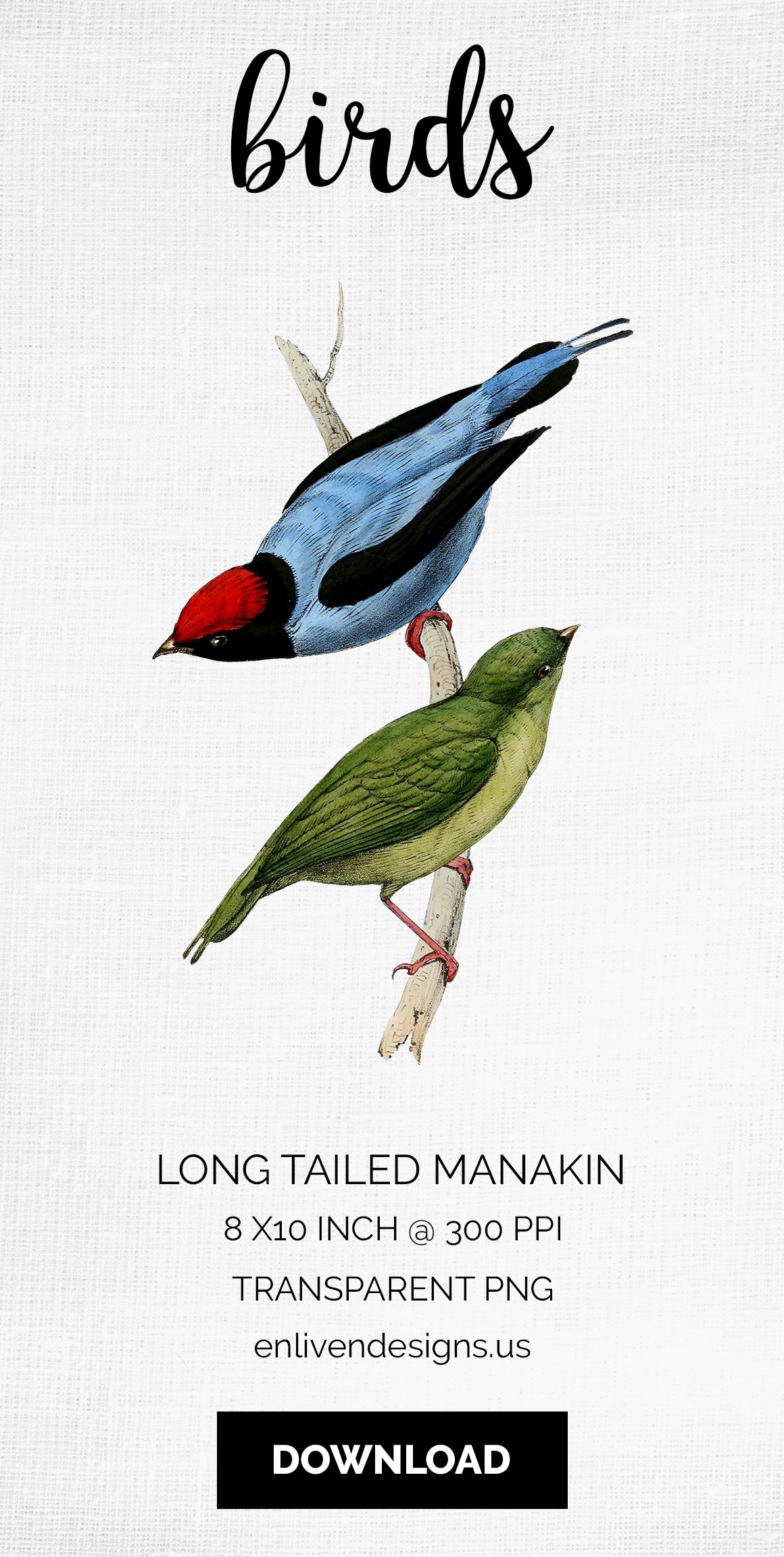 Bird Clipart Vintage Manakin (118492) | Illustrations | Design Bundles