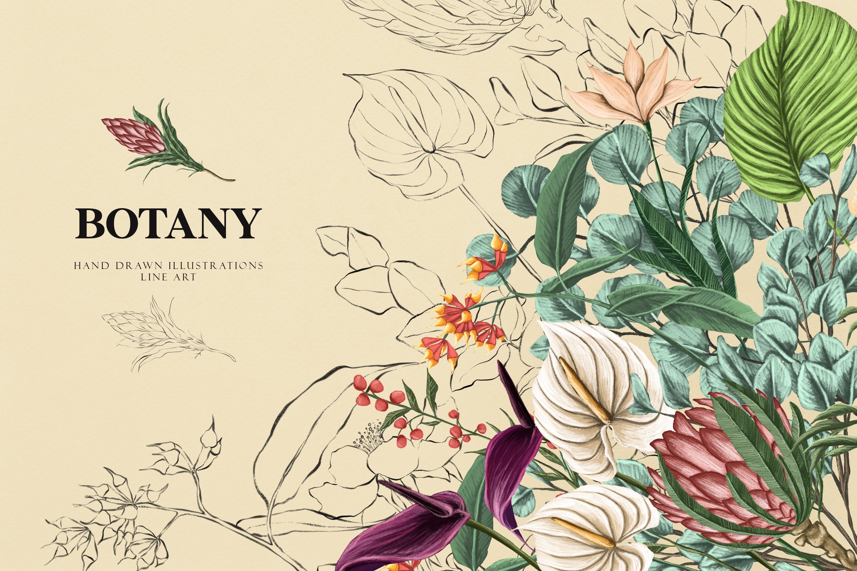 Botany clipart, Flower color and line clipart, fine art (574999 ...