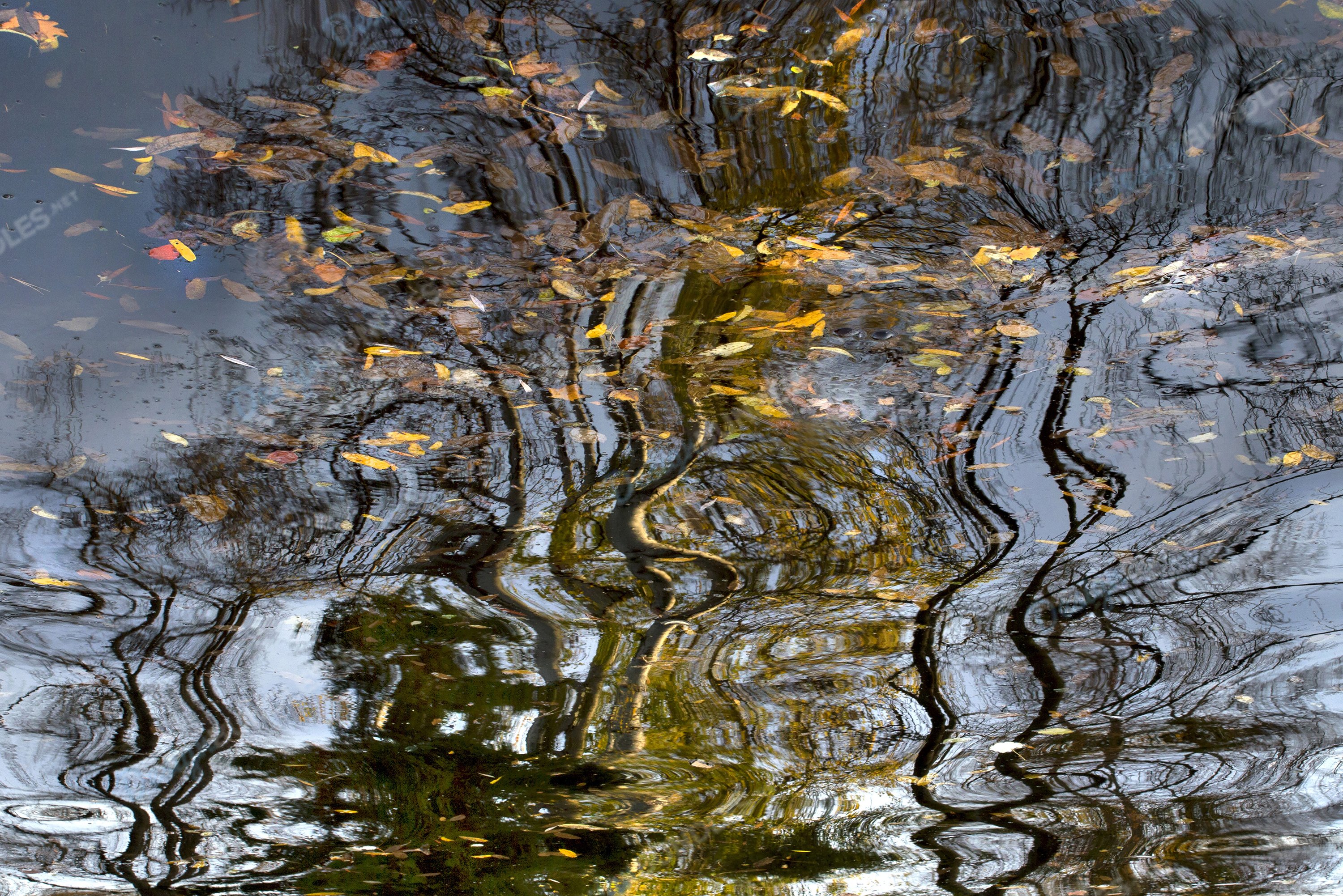 Ripples and reflections in a stream