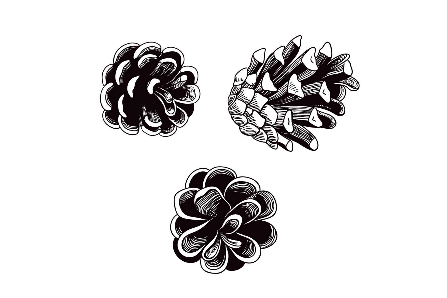 Pine cone seamless pattern (652819) | Patterns | Design Bundles