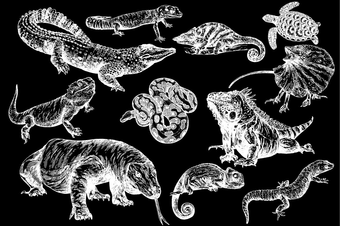 Reptiles (654724) | Illustrations | Design Bundles
