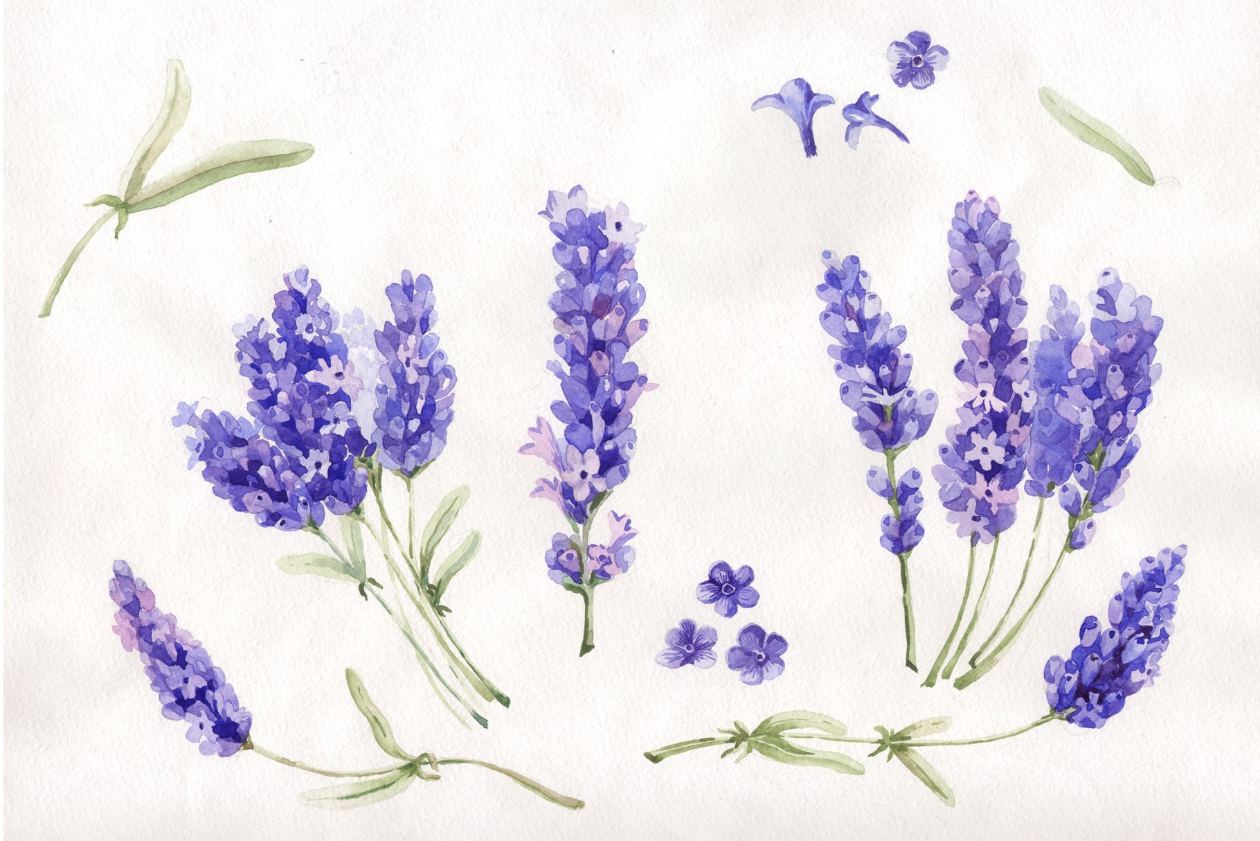 Watercolor beautiful lavender PNG set (95854) | Illustrations | Design ...