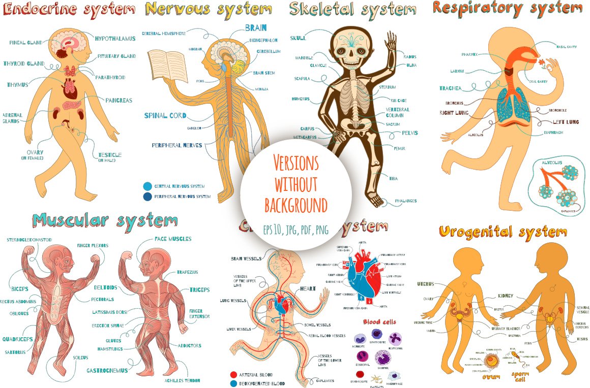 Human Anatomy for kids (260538) | Illustrations | Design Bundles