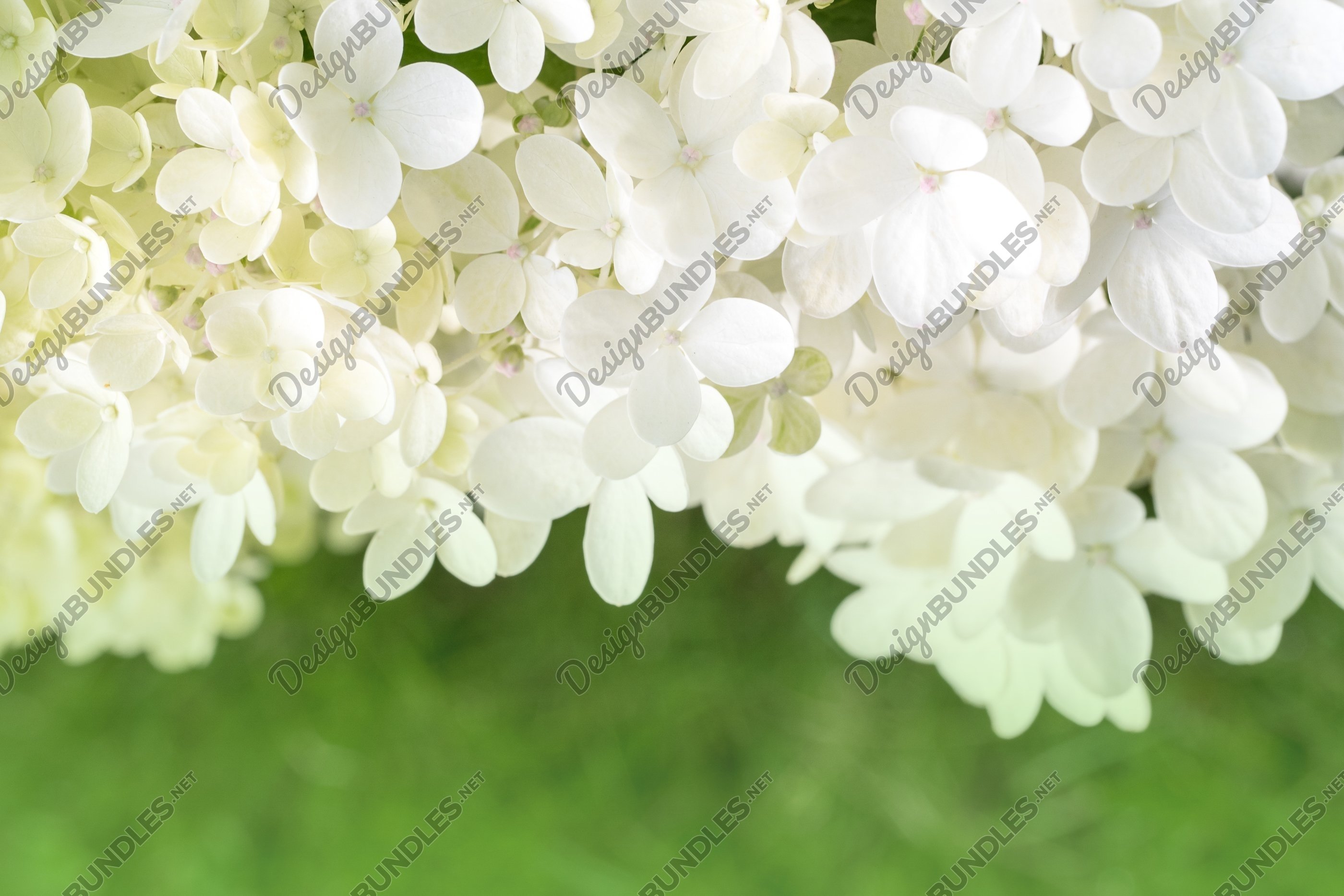 many small flowers of white hydrangea (1147005) | Nature | Design Bundles