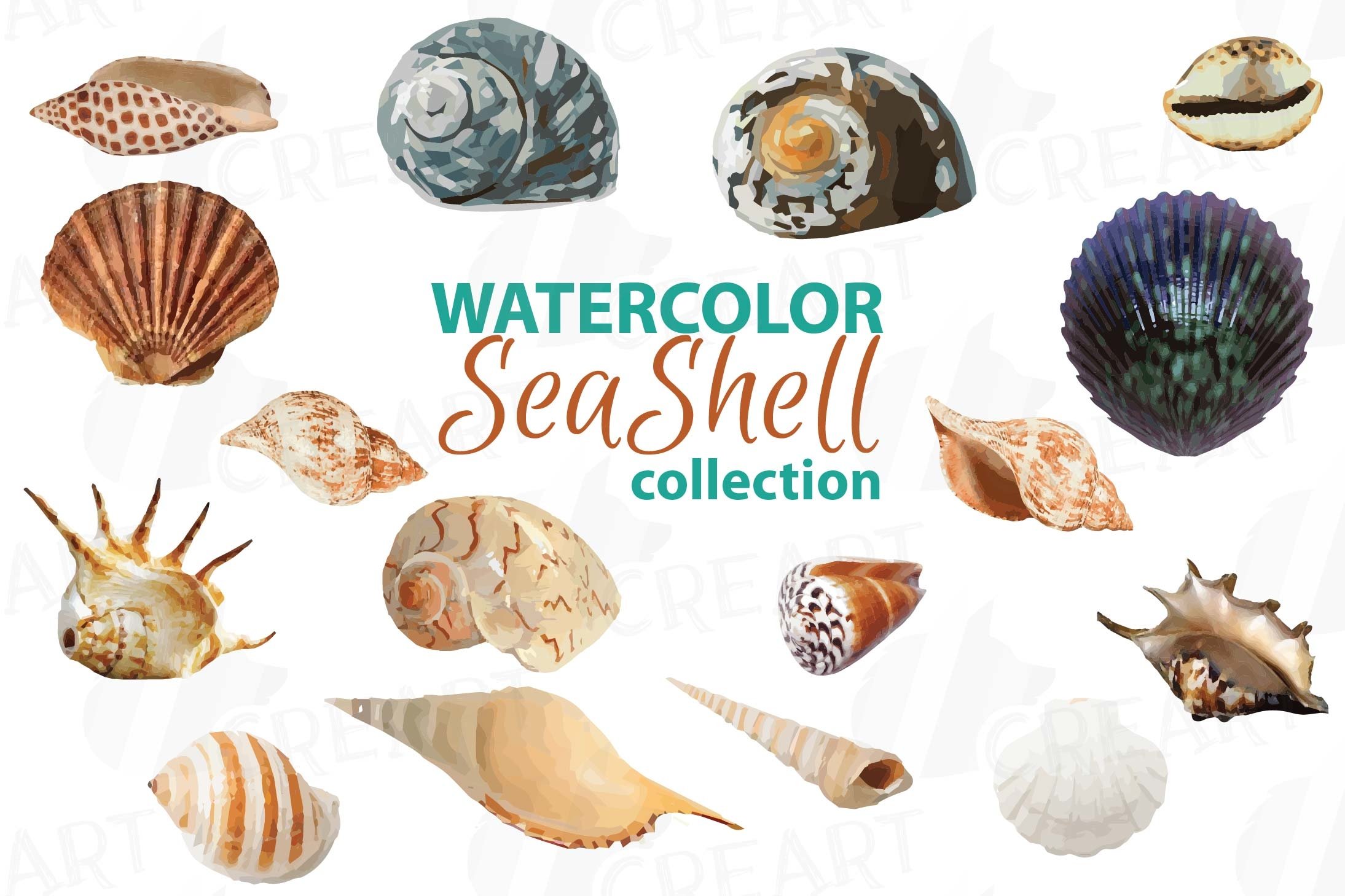 Seashells clip art collection, 16 watercolor sea shell png (105335 ...
