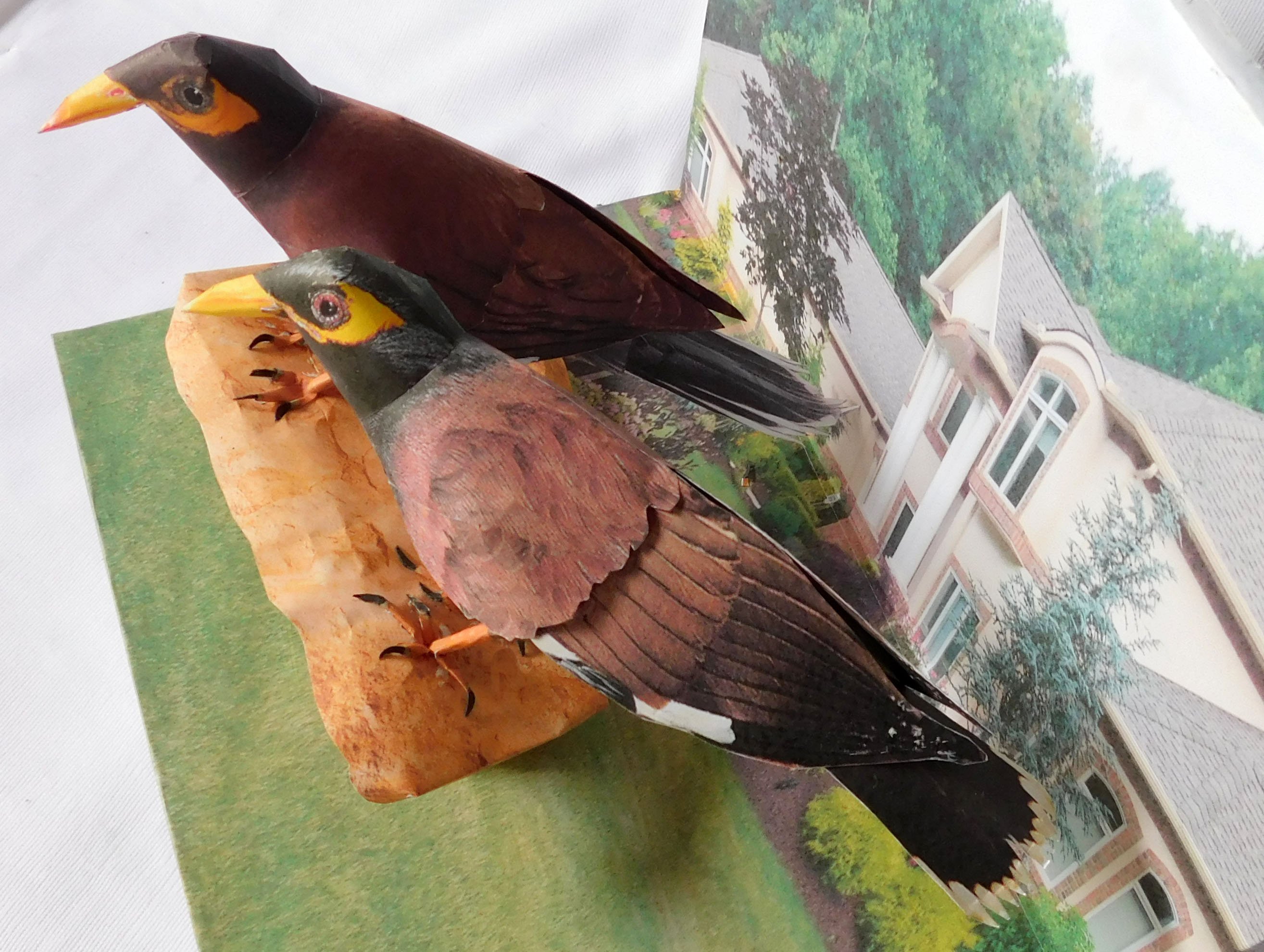 paper bird MAINA (225672) | Printables | Design Bundles