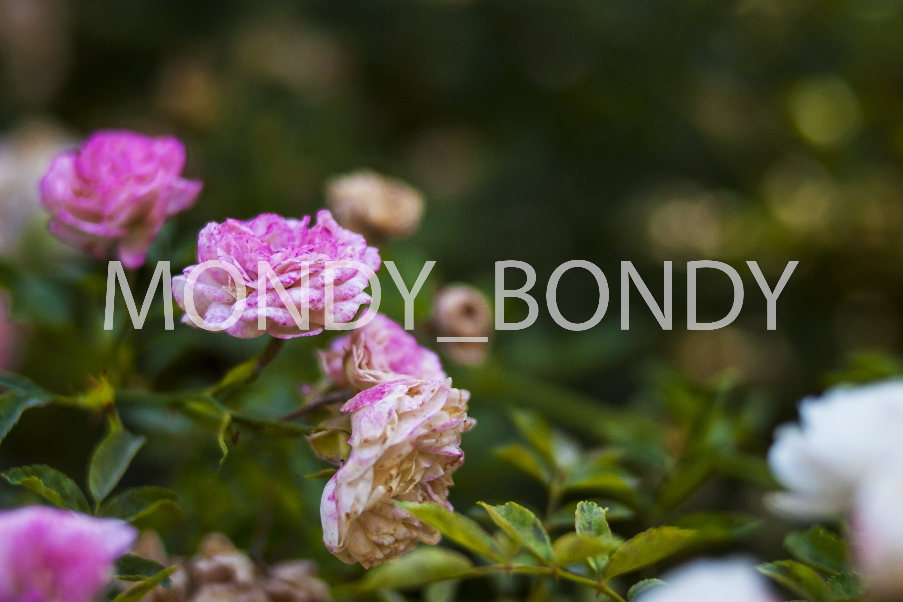 Autumn rose bush close up (601538) | Nature | Design Bundles