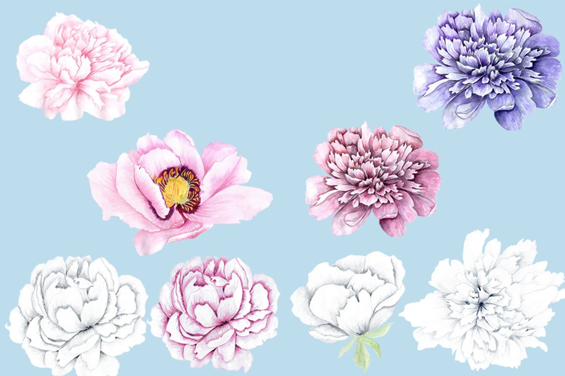 Watercolor peonies clipart (23535) | Illustrations | Design Bundles