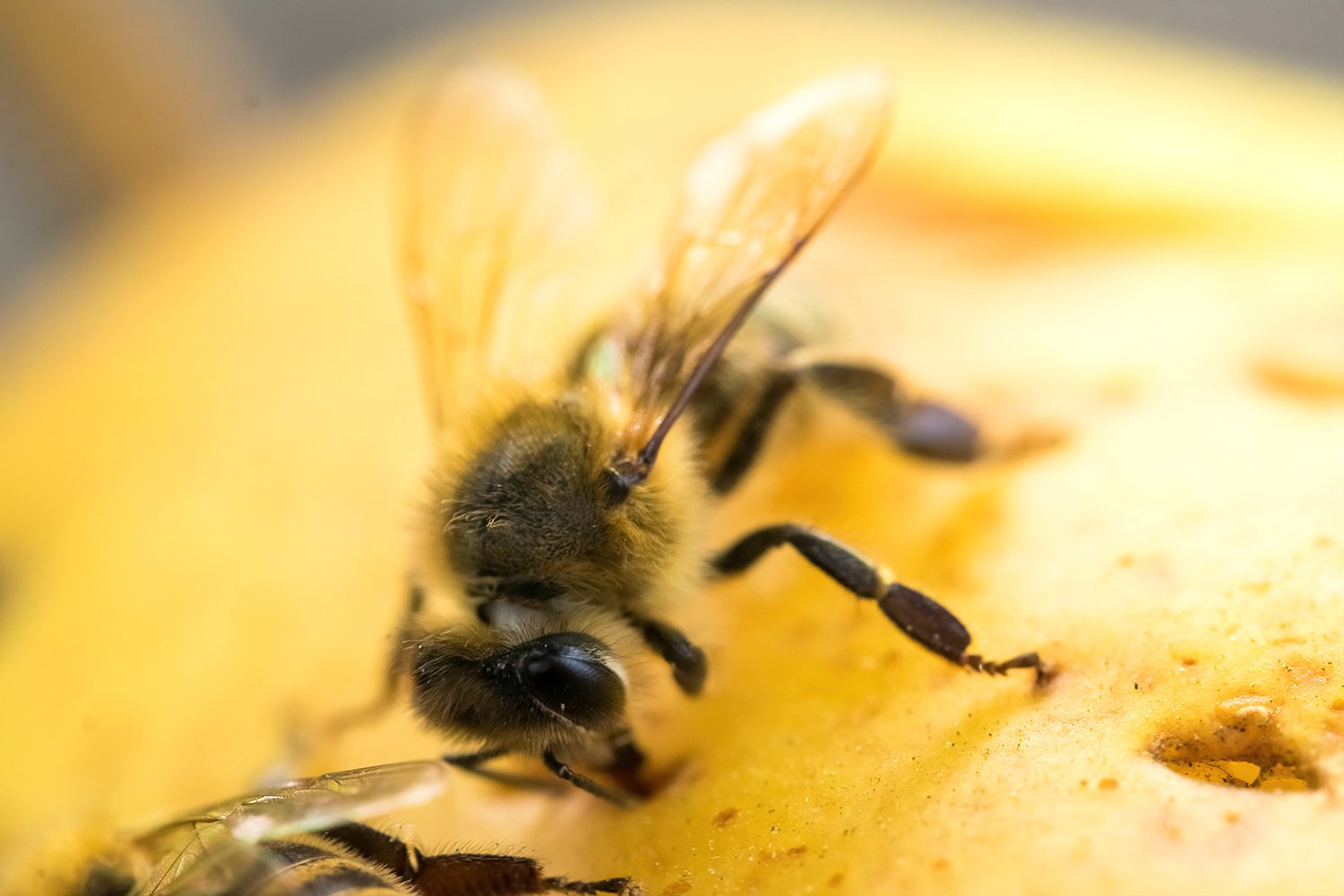 Honey bee drinks sweet juice of ripe apple (654474) | Animals | Design ...