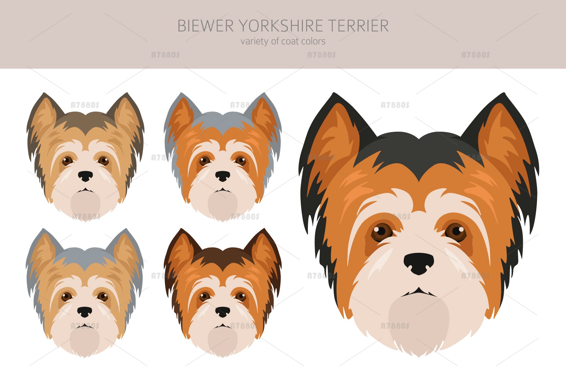 Yorkie Coats And Colors