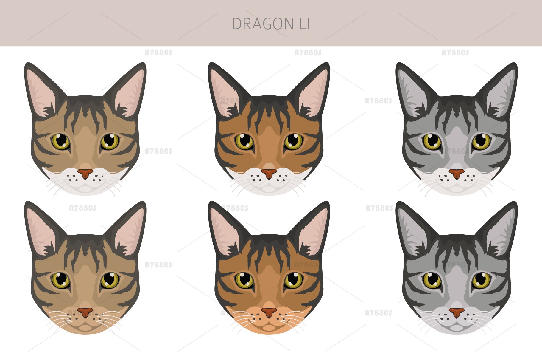 Dragon Li Cat Breed