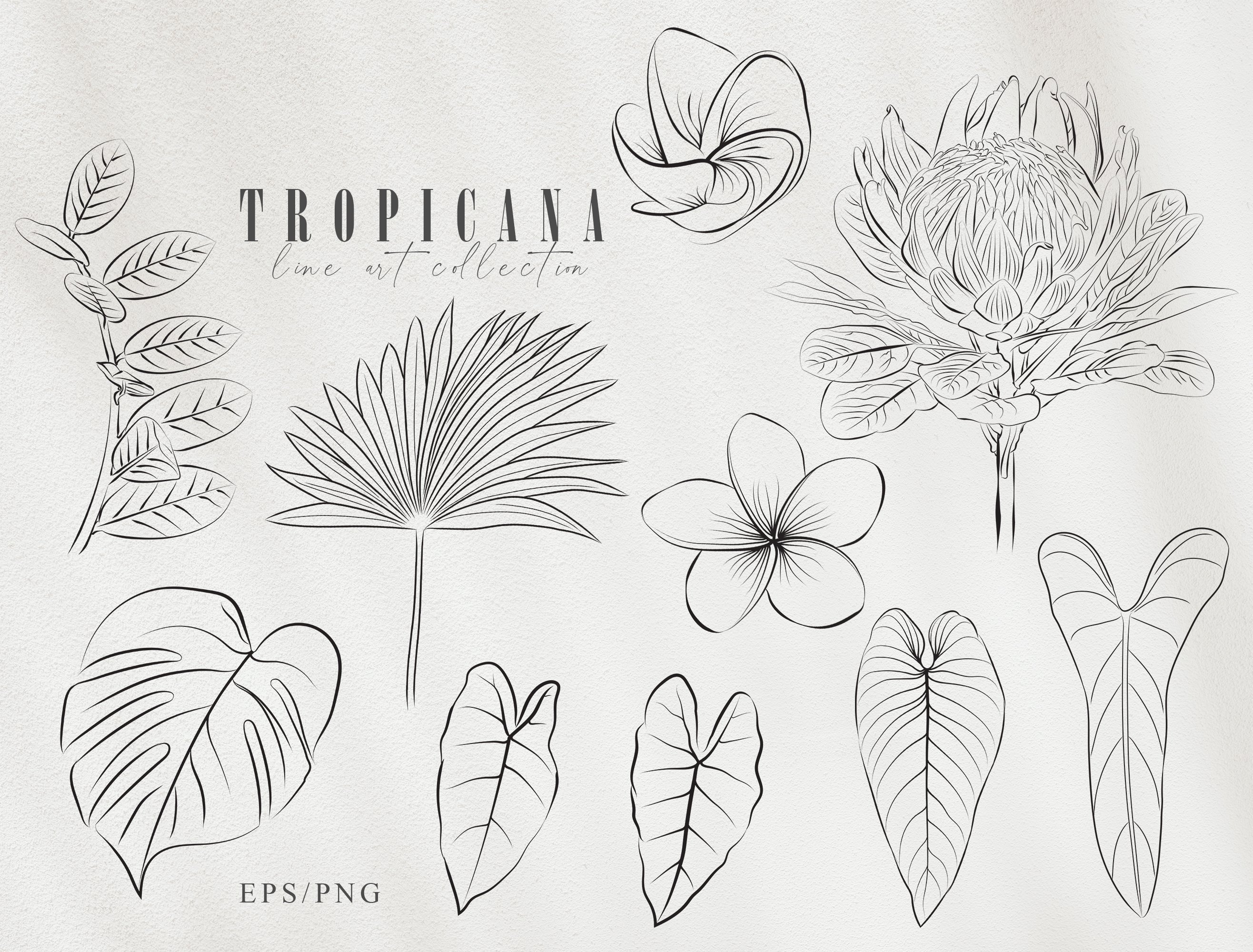 Line art tropical plants clipart. Hand drawn PNG, EPS (1135013 ...