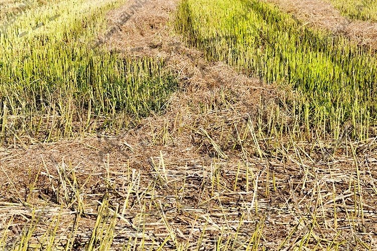 straw from rapeseed (791397) | Nature | Design Bundles