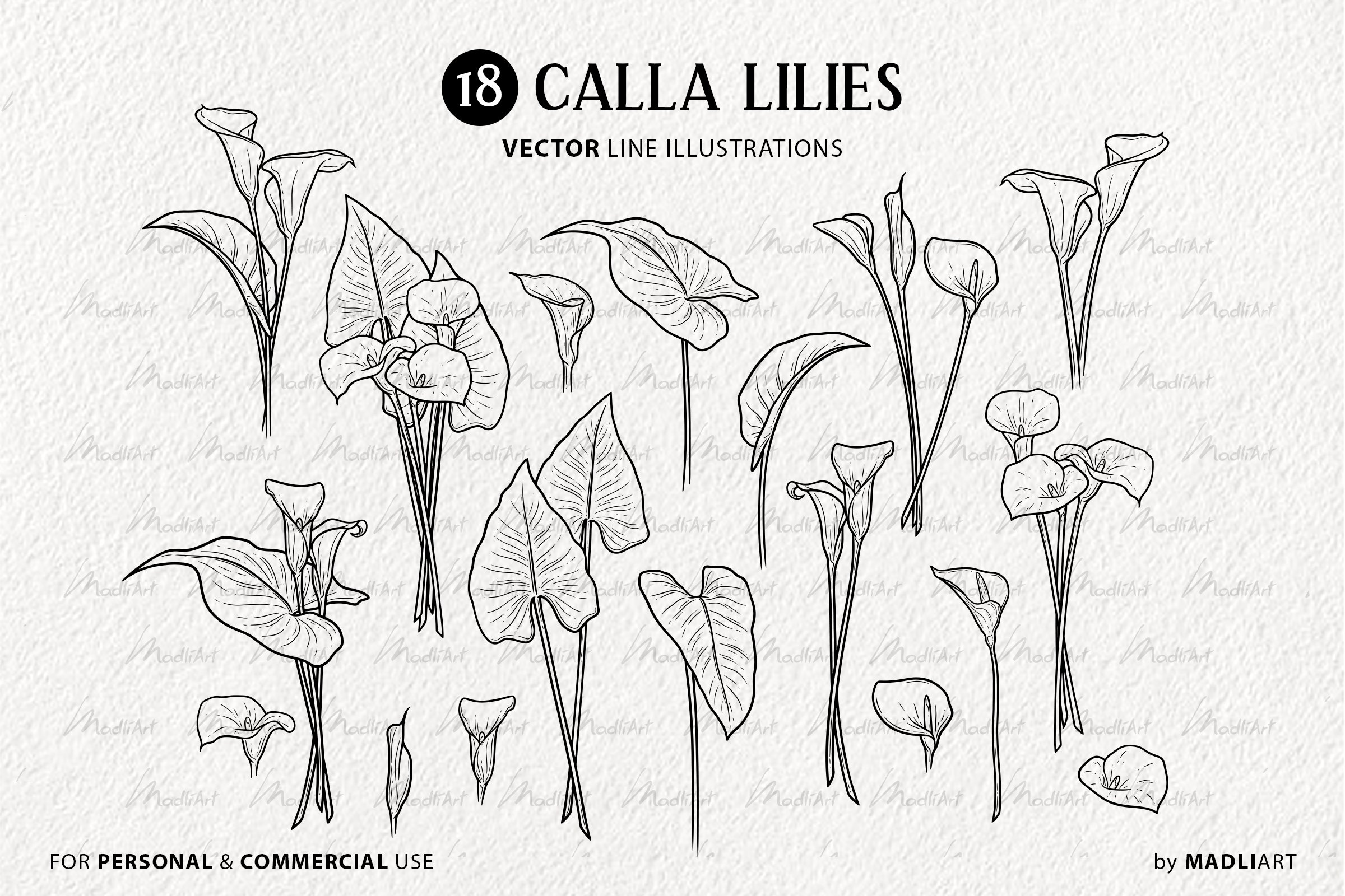 Calla Lily Vector