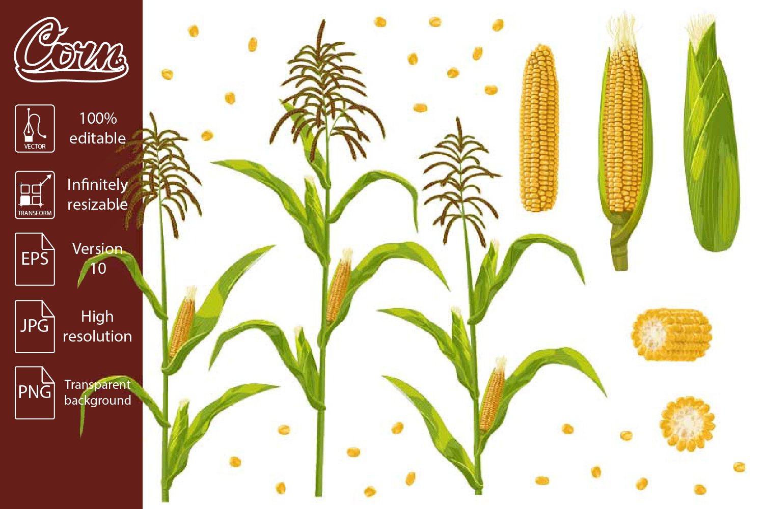 Corn cob, grain and maize plant set (1145104) | Elements | Design Bundles