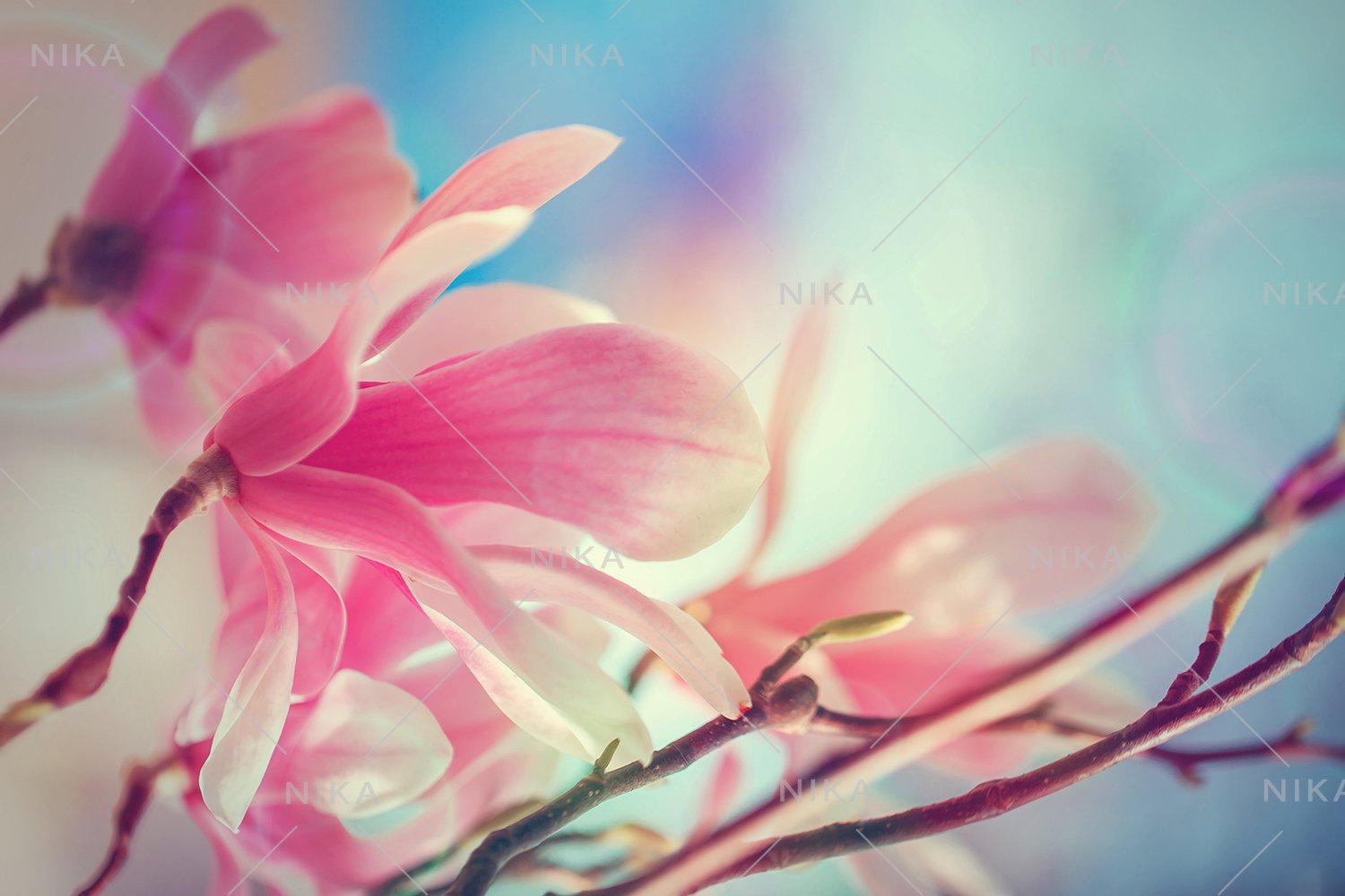 Set photos of spring flowering Magnolia. (457827) | Nature | Design Bundles