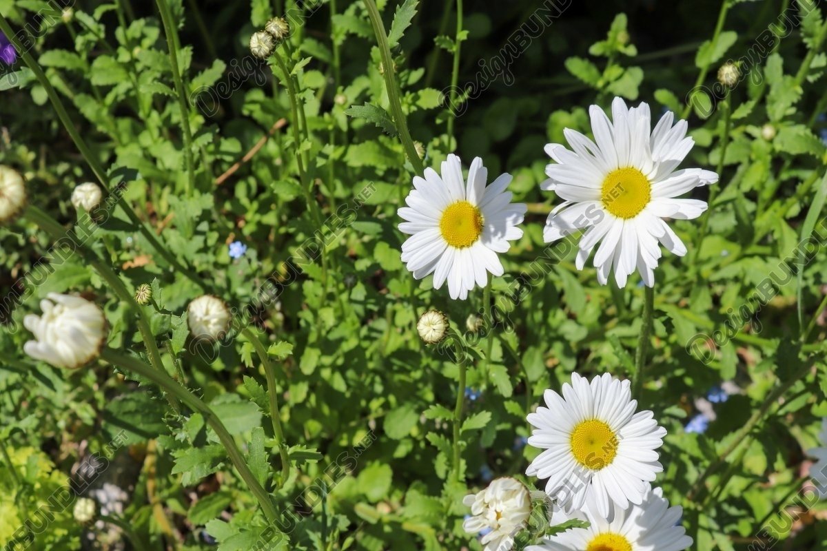 Beautiful margerite flowers during summer on a sunny day (1266800 ...