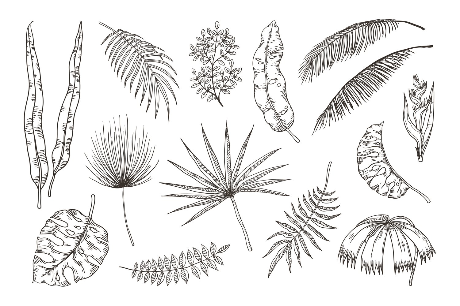 Hand drawn exotic leaves. Tropical plants, nature floral dra (1140829 ...