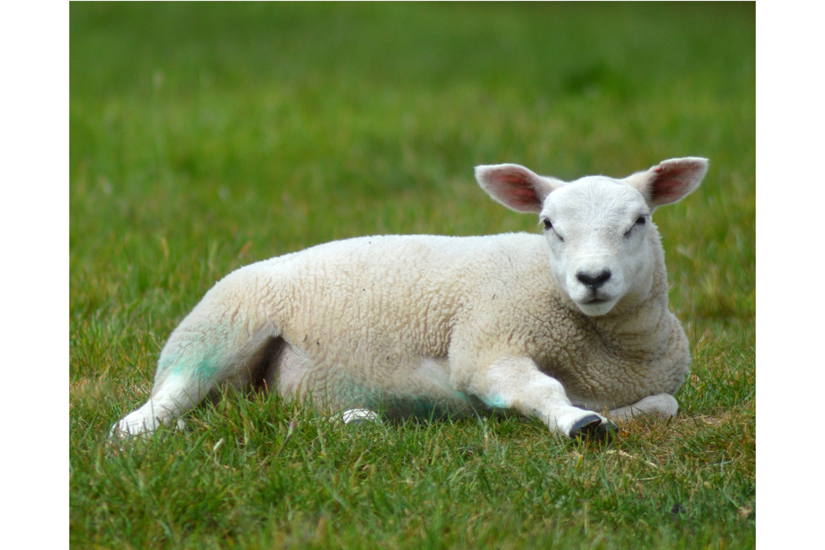 Lamb photograph (652610) | People | Design Bundles
