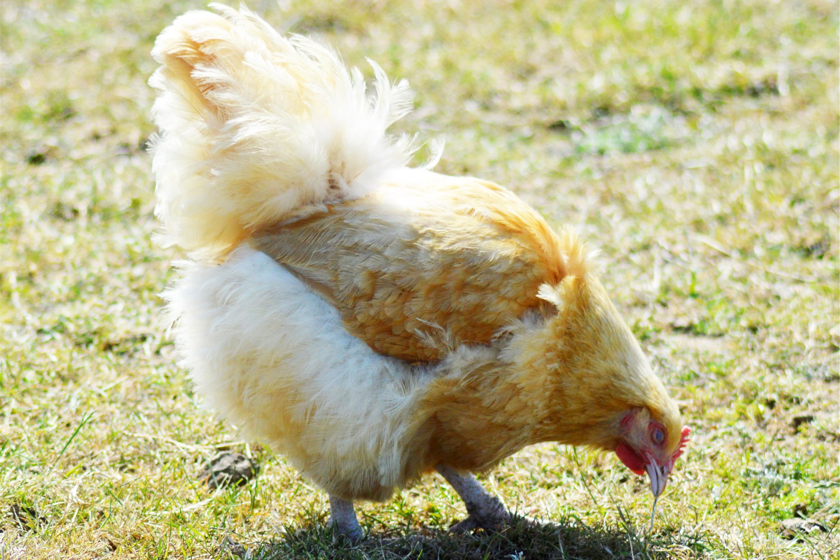 Chicken, Hen photograph (781254) | Animals | Design Bundles