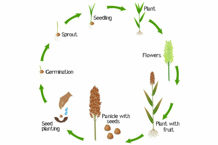 A growth cycle of a sorghum plant on a white background. (1297789 ...