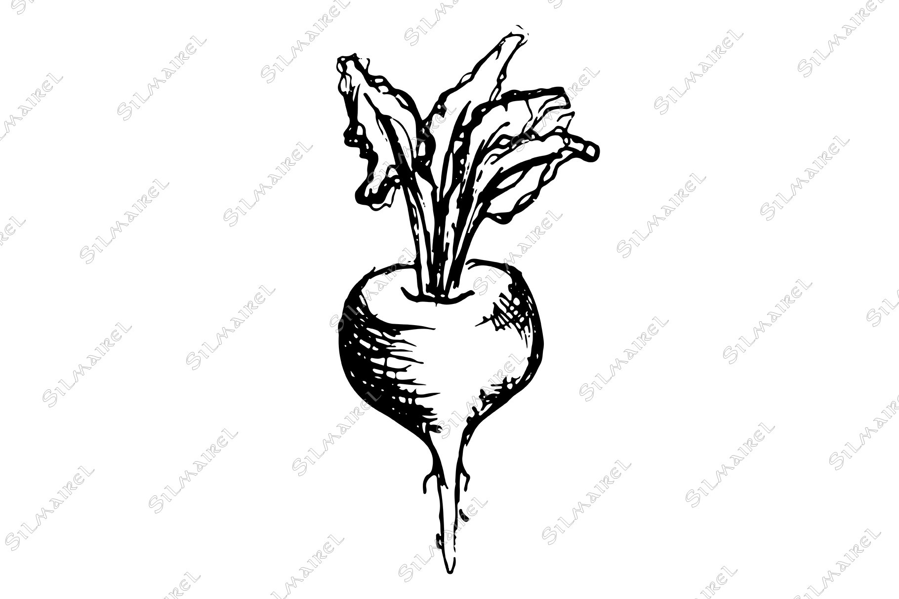 Beet Drawings
