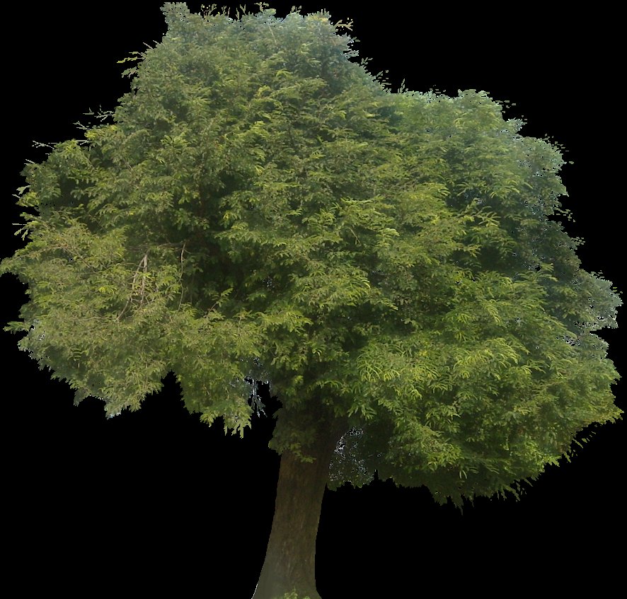 200 TREES PNG PHOTOSHOP OVERLAYS, BACKGROUNDS, BACKDROPS (532553 ...