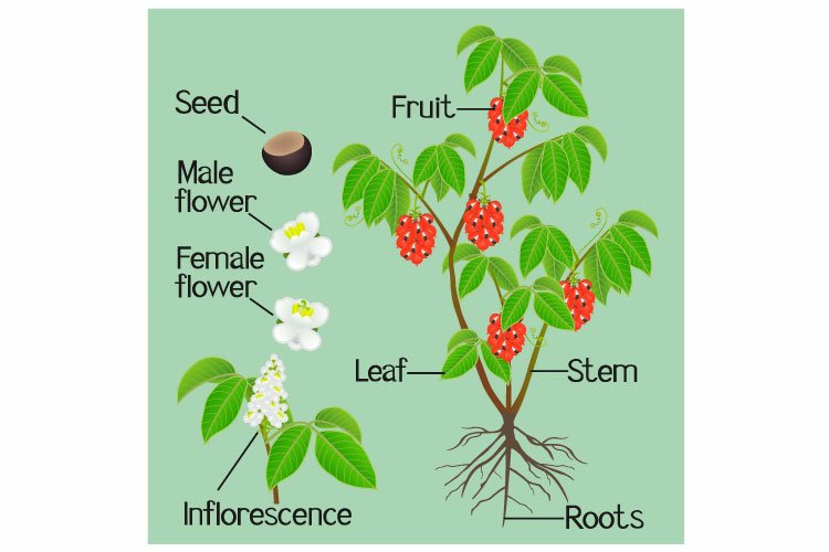 Raspberry Plant Diagram