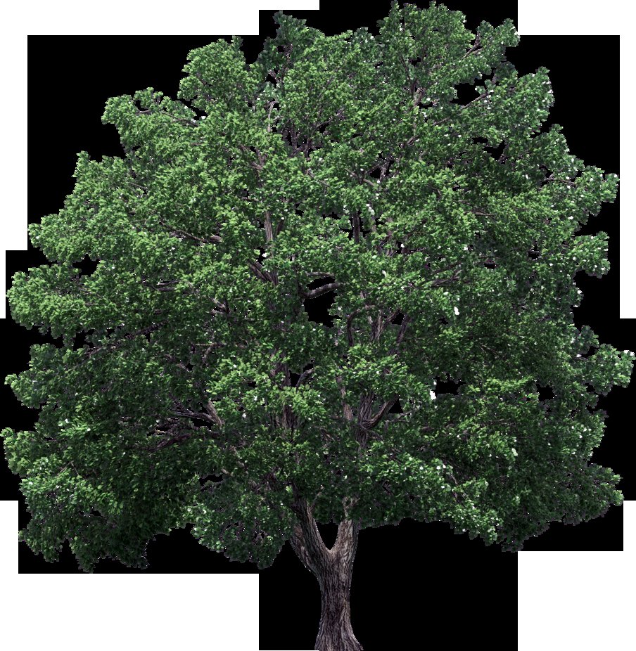 200 TREES PNG PHOTOSHOP OVERLAYS, BACKGROUNDS, BACKDROPS (532553 ...
