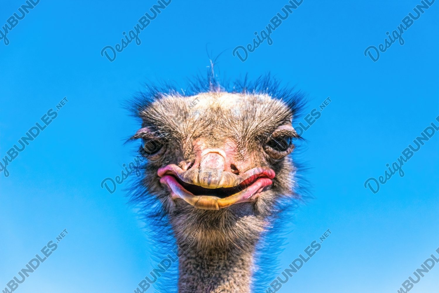Funny Ostrich Smile