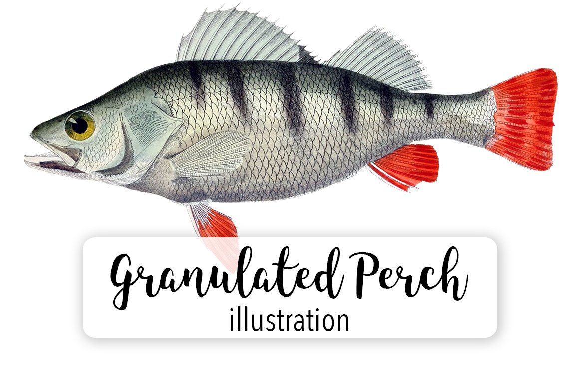 Perch Fish Clipart Vintage (120922) | Illustrations | Design Bundles