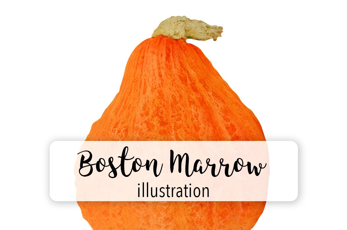 Boston Marrow Pumpkin (143160) | Illustrations | Design Bundles