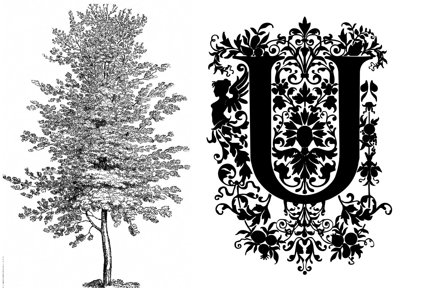 Victorian Ornamental Capitals (46437) | Other | Font Bundles