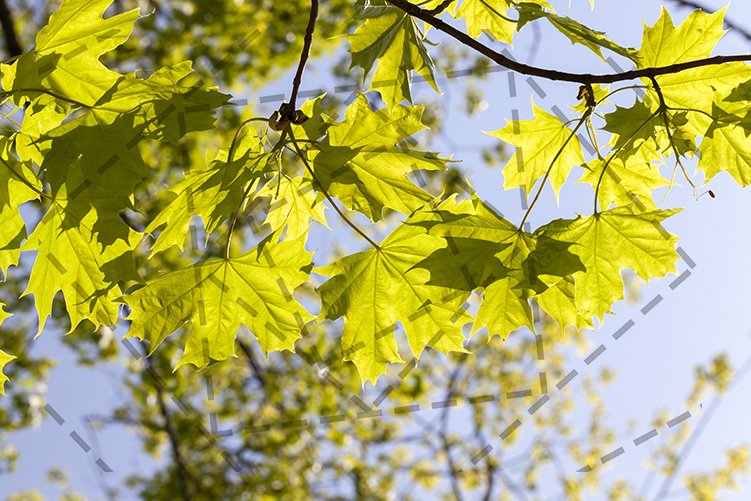 fresh maple leaves (714141) | Nature | Design Bundles