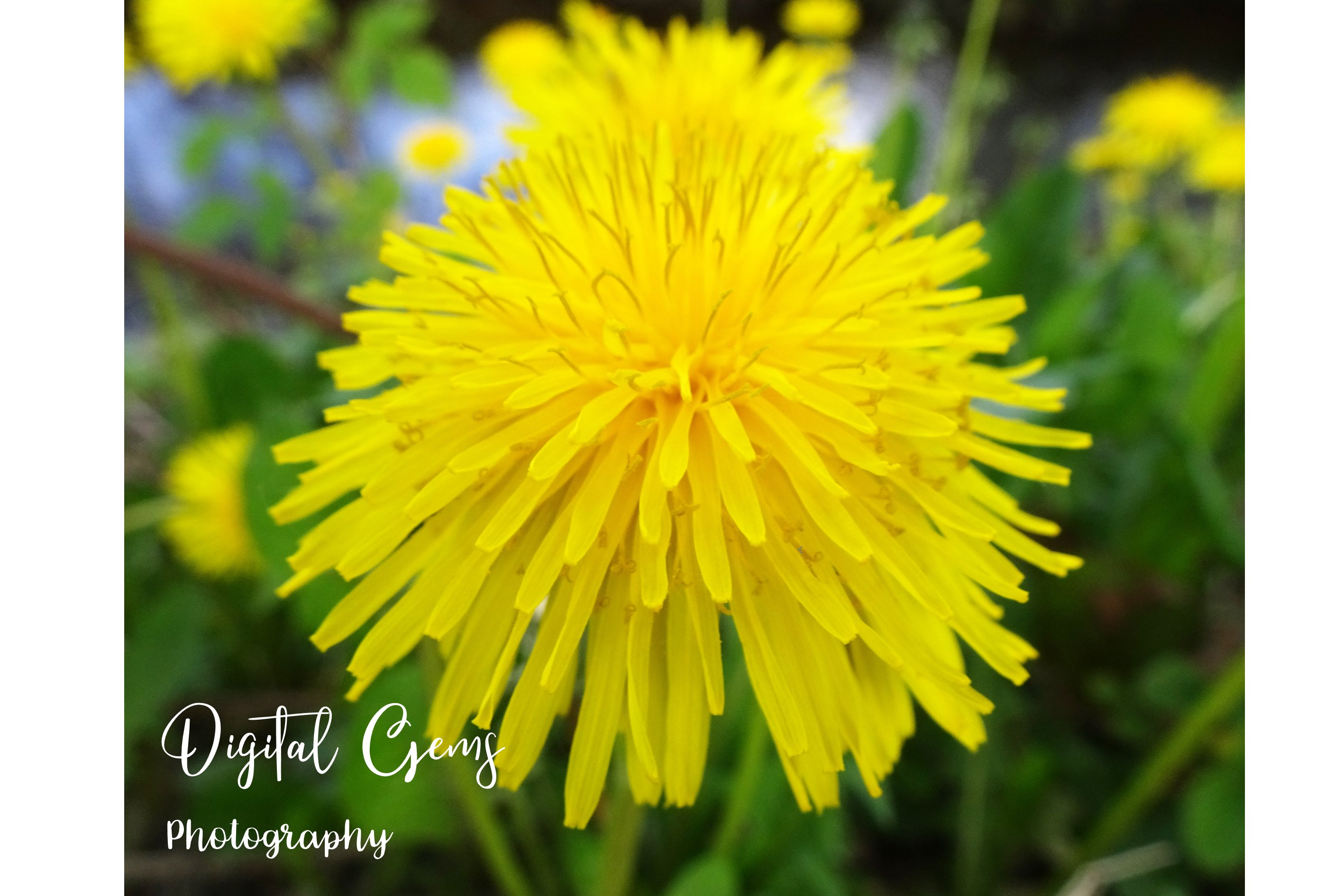 Dandelion photograph (572206) | Nature | Design Bundles
