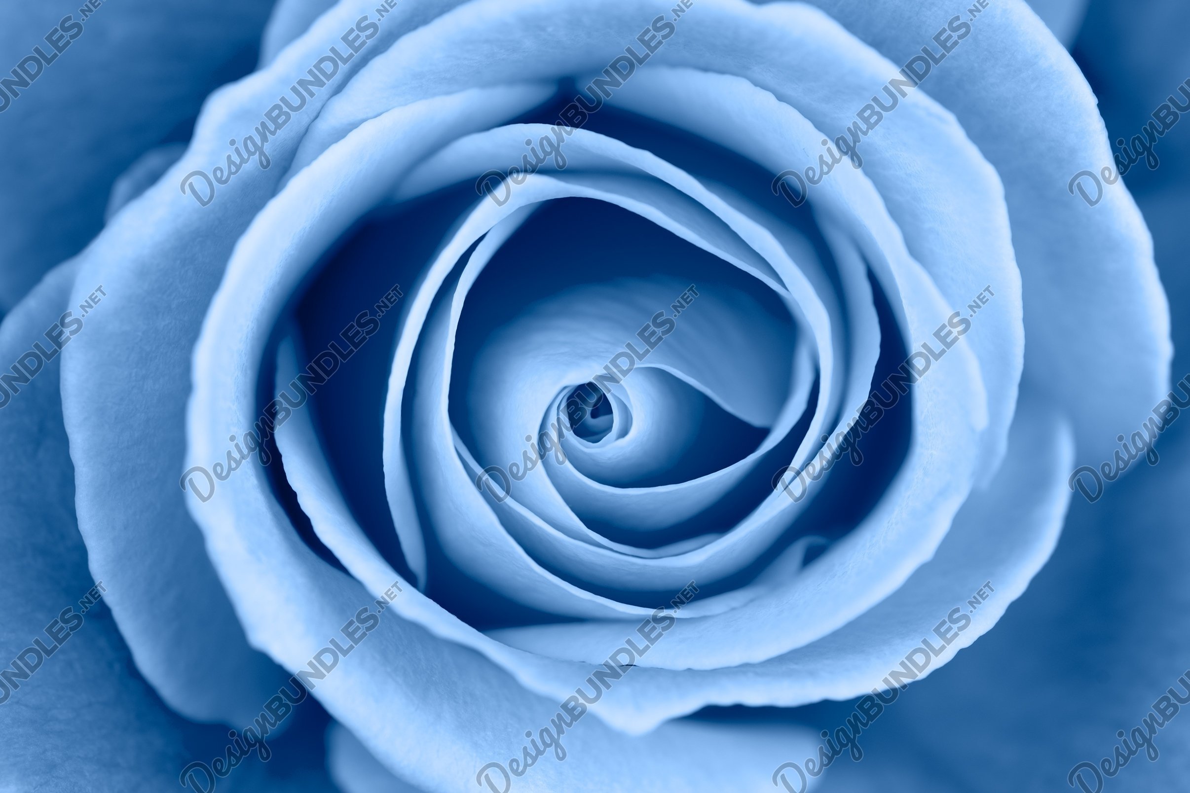 Puffed Blue Rose