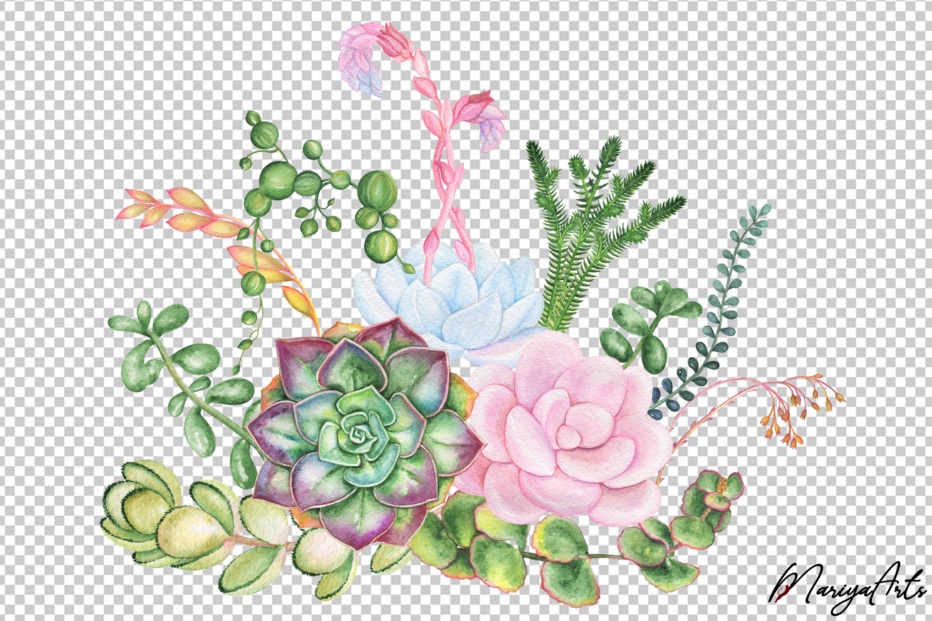 Succulent Plants, Clipart, Hand Painted Watercolor Botanical (721142 ...