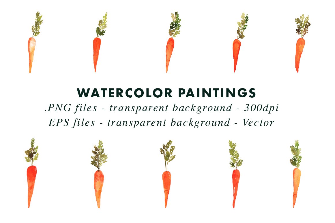 Carrot Illustration| Watercolor Clipart in PNG & EPS