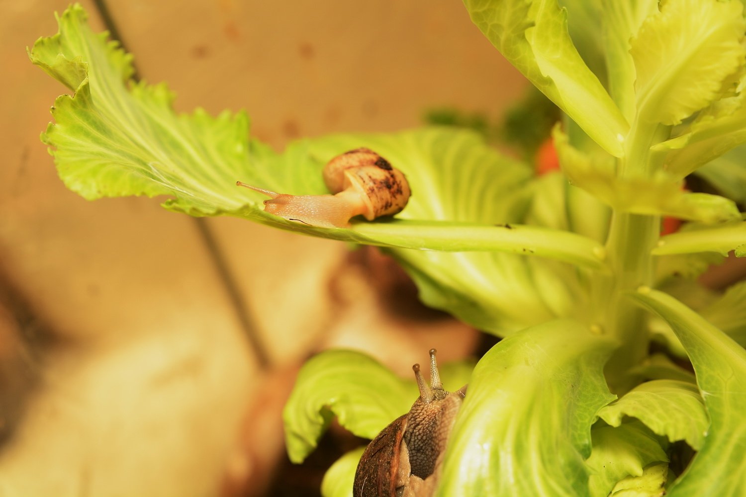 Grape snail, snails, cabbage, plant, (757188) | Animals | Design Bundles