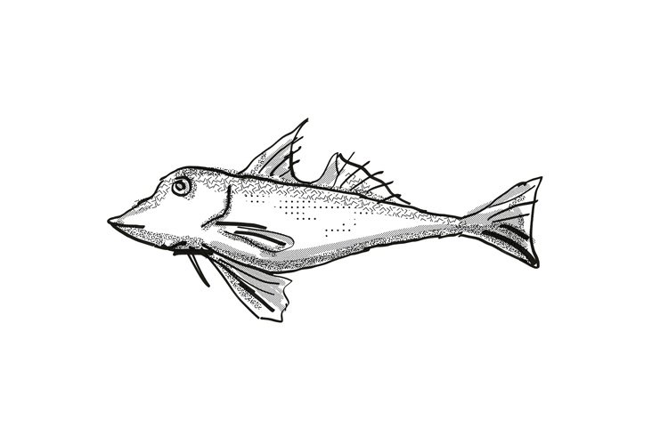 Red Gurnard New Zealand Fish Cartoon Retro Drawing (361222 ...