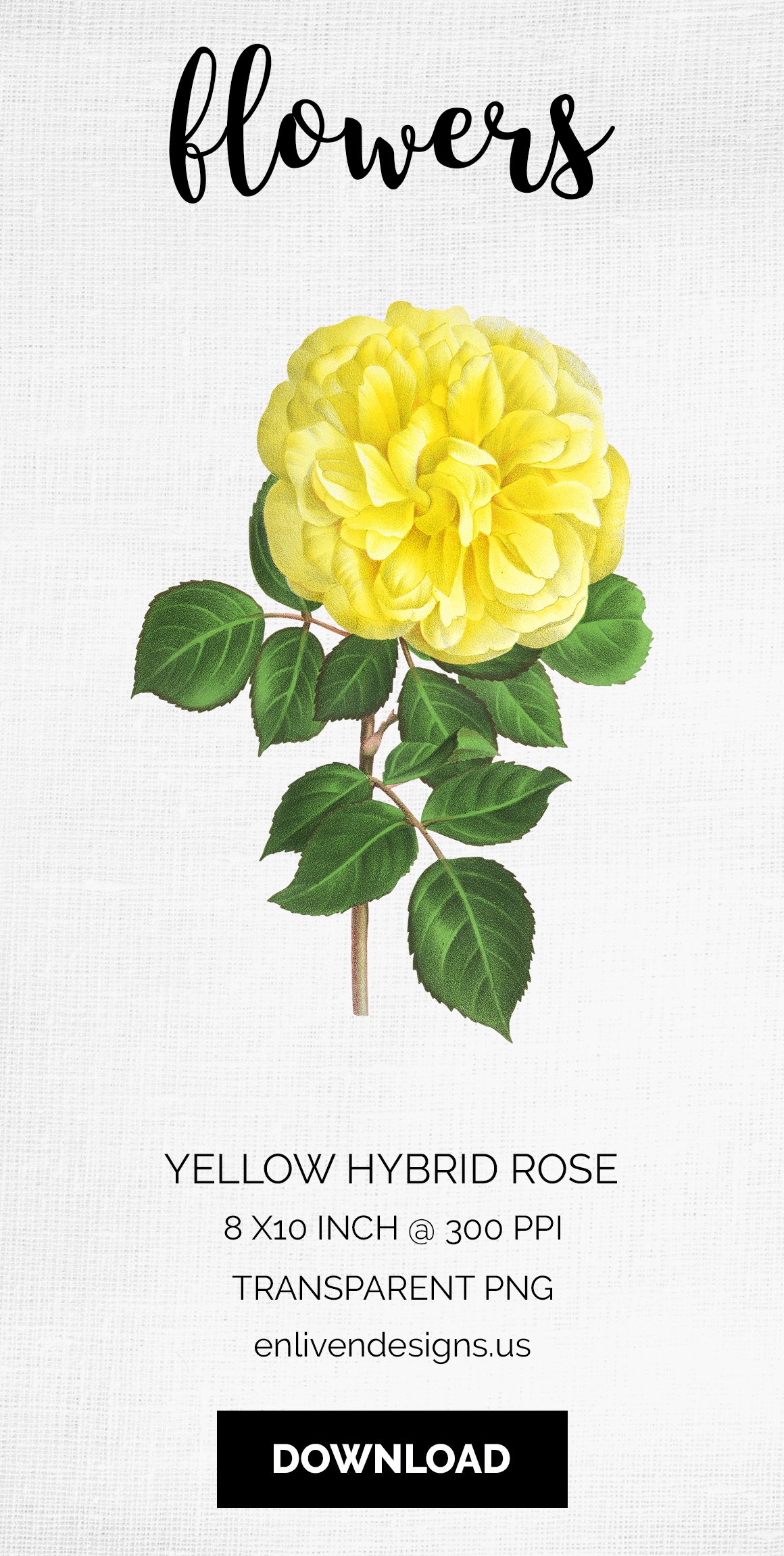 Roses Yellow Roses (120967) | Illustrations | Design Bundles