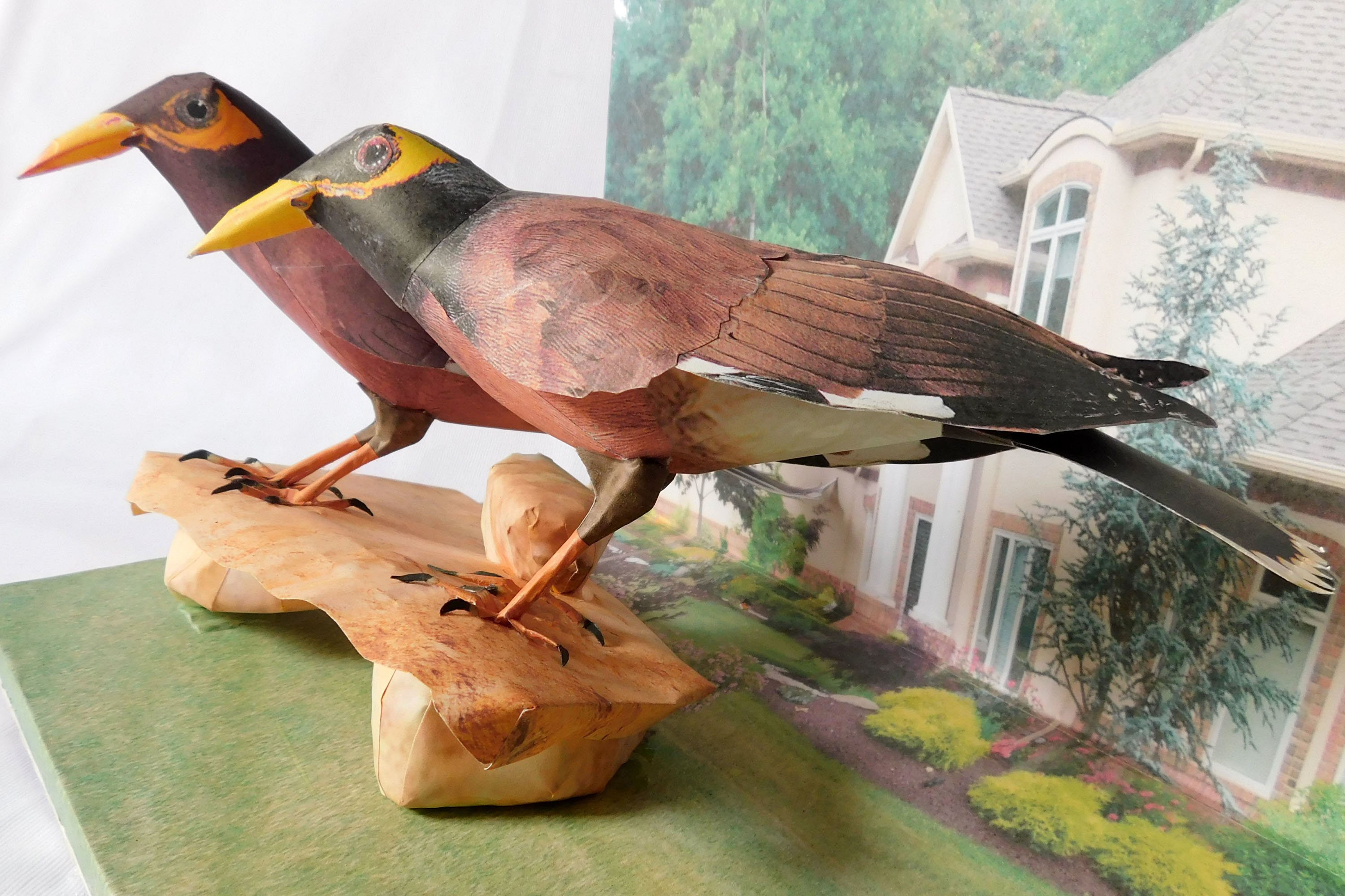 paper bird MAINA (225672) | Printables | Design Bundles