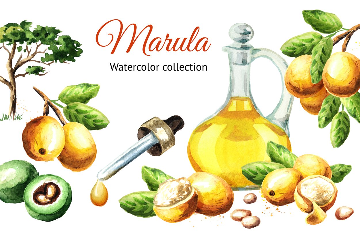Marula (151470) | Illustrations | Design Bundles